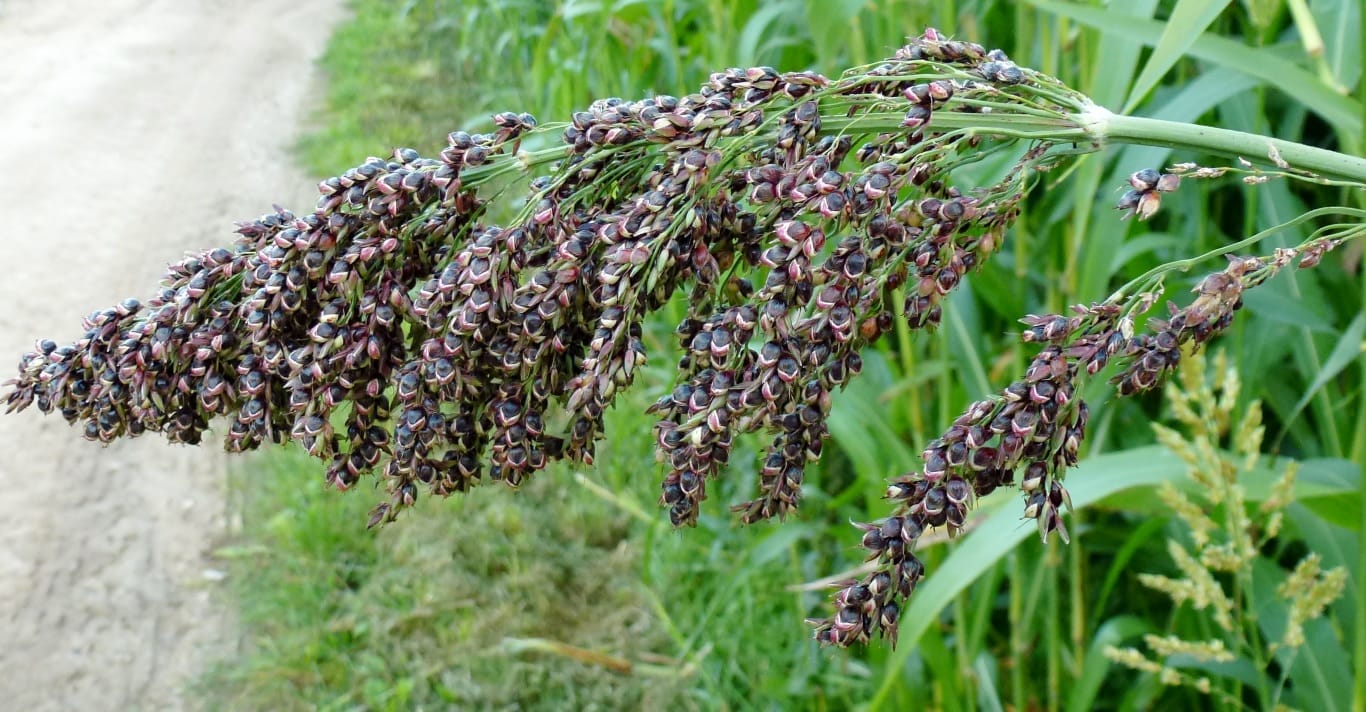 Sweet Sorghum Better than Sugarcane - Impakter