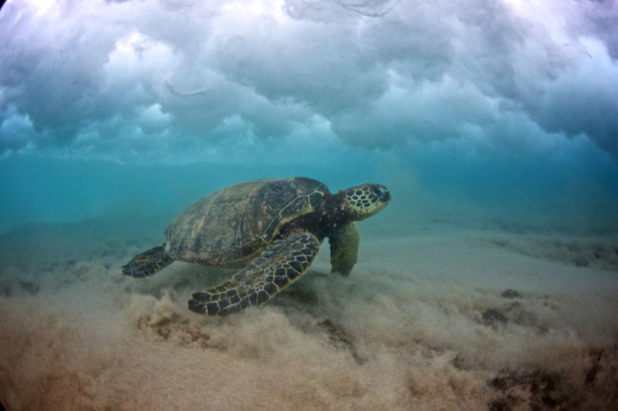 An Interview with Juan Oliphant: Underwater Photographer and ...