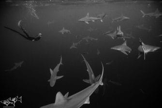 An Interview with Juan Oliphant: Underwater Photographer and ...