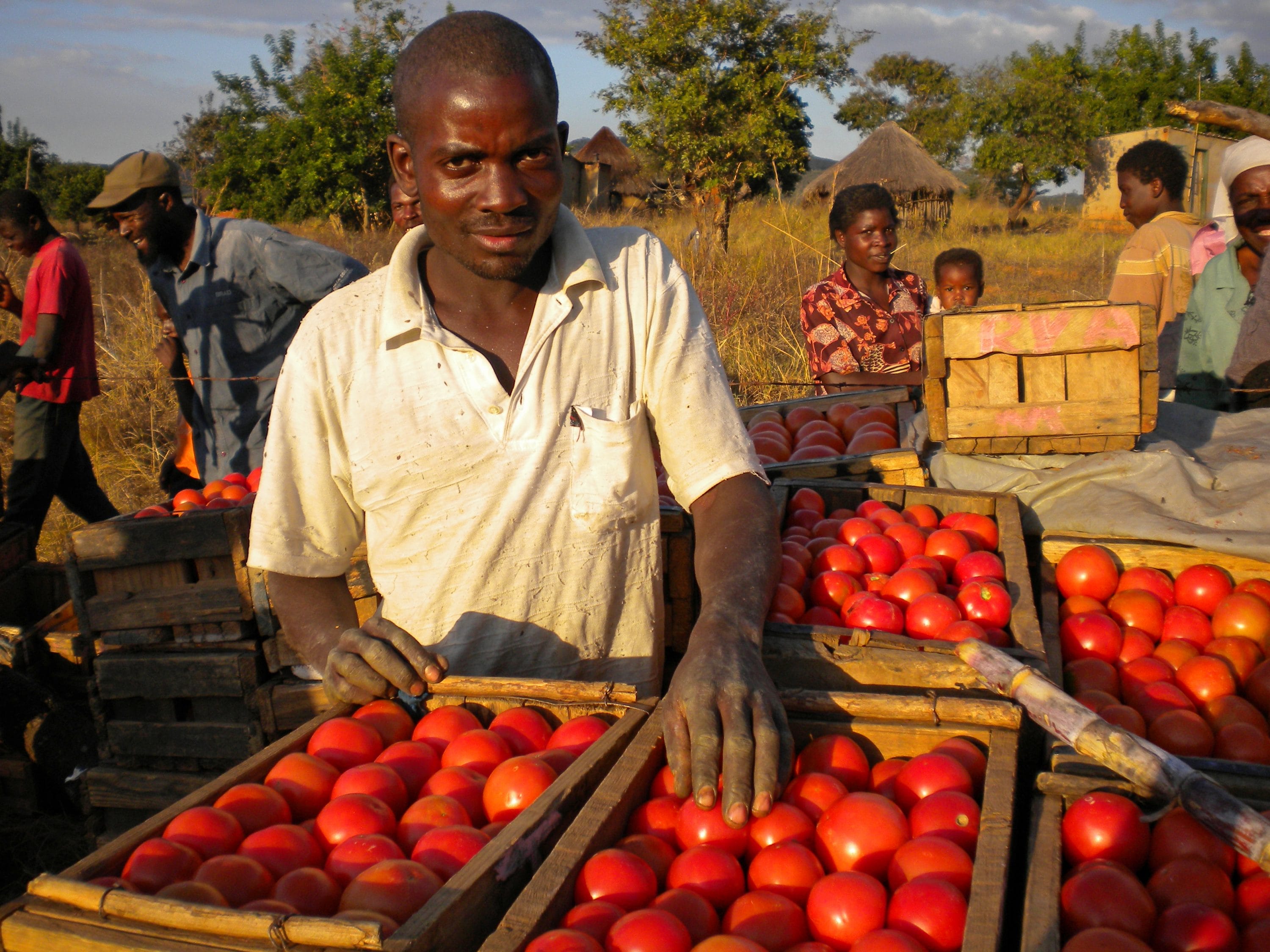 Sustainable Agriculture is the Key to Ending Hunger - Impakter
