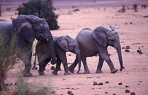 Defending Wildlife: The Road to SDG 16 in Mali - Impakter