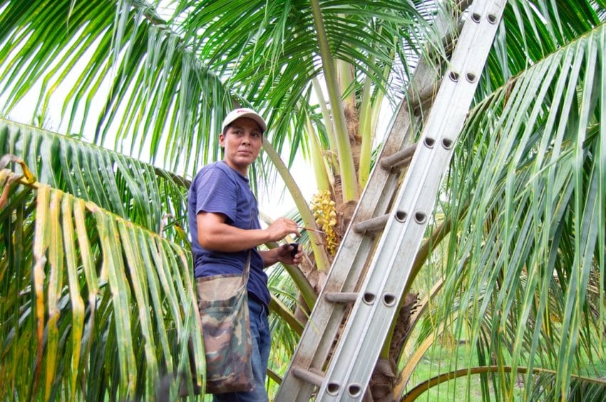 The Caribbean Coconut Industry: CARDI's Perspective - Impakter