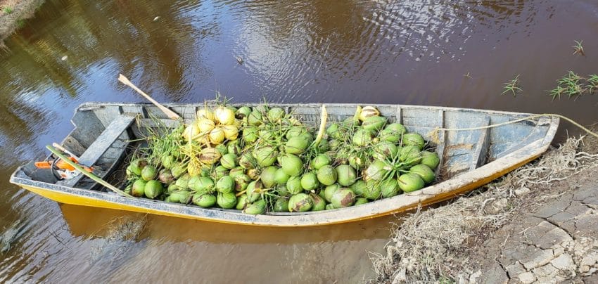 The Caribbean Coconut Industry: CARDI's Perspective - Impakter