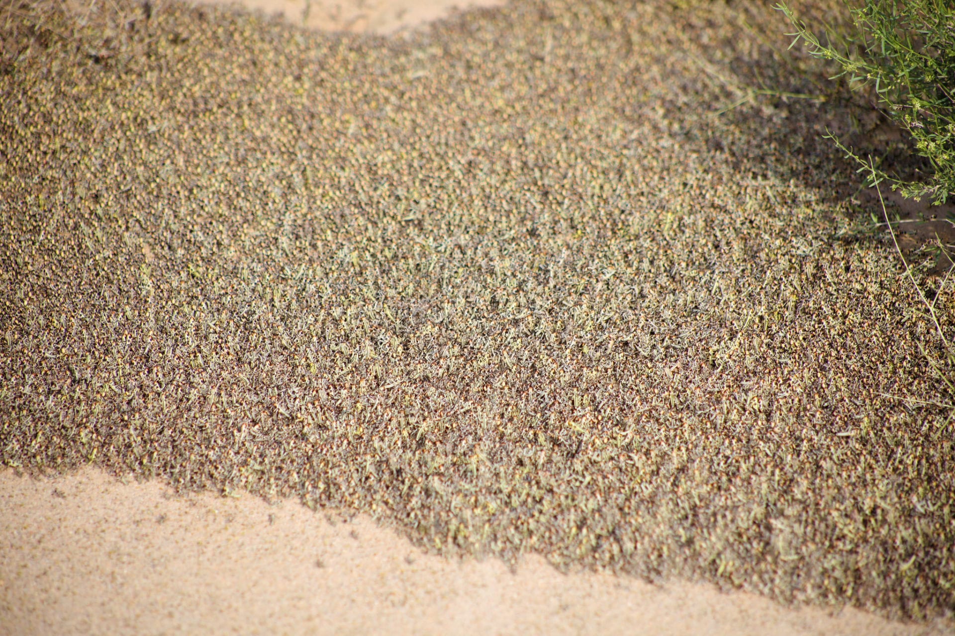 Can Massive Use of Locusts at Scale Help Reduce Their Threats? - Impakter