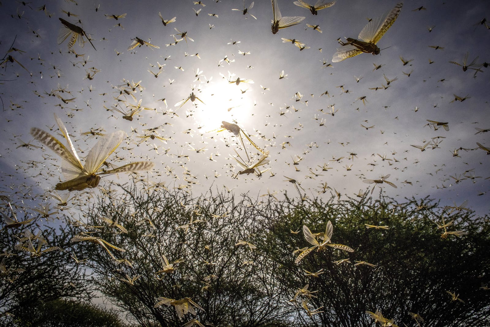 Can Massive Use of Locusts at Scale Help Reduce Their Threats? - Impakter