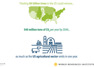 How and Where to Plant 60 Billion Trees in the US - Impakter