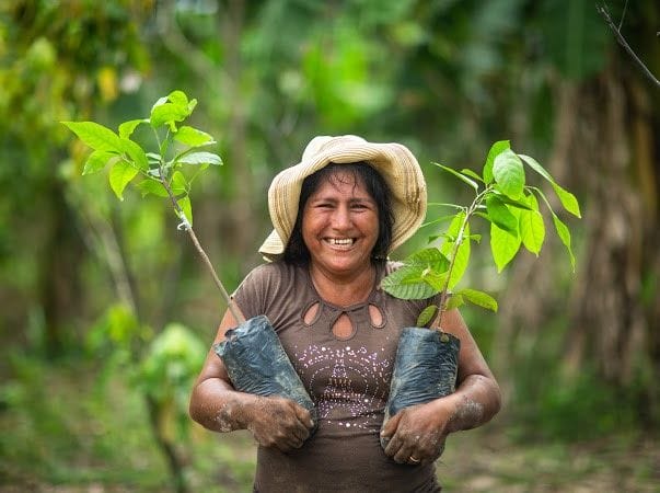 Connecting the People Growing a Trillion Trees the Right Way - Impakter