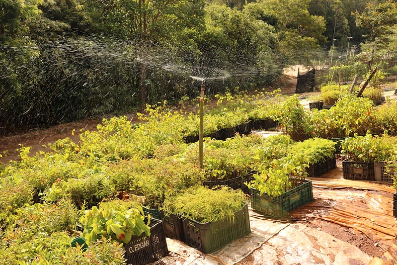 Brazil’s Forests Are Being Restored — Now We Can See Where - Impakter