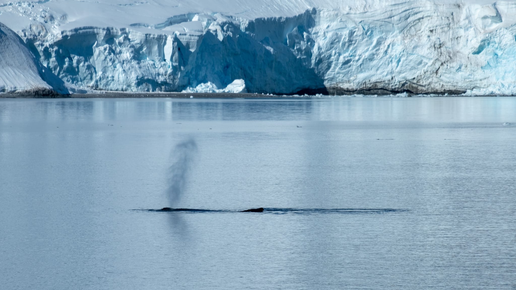 Action for Antarctica: Saving the World’s Last Great Wilderness - Impakter