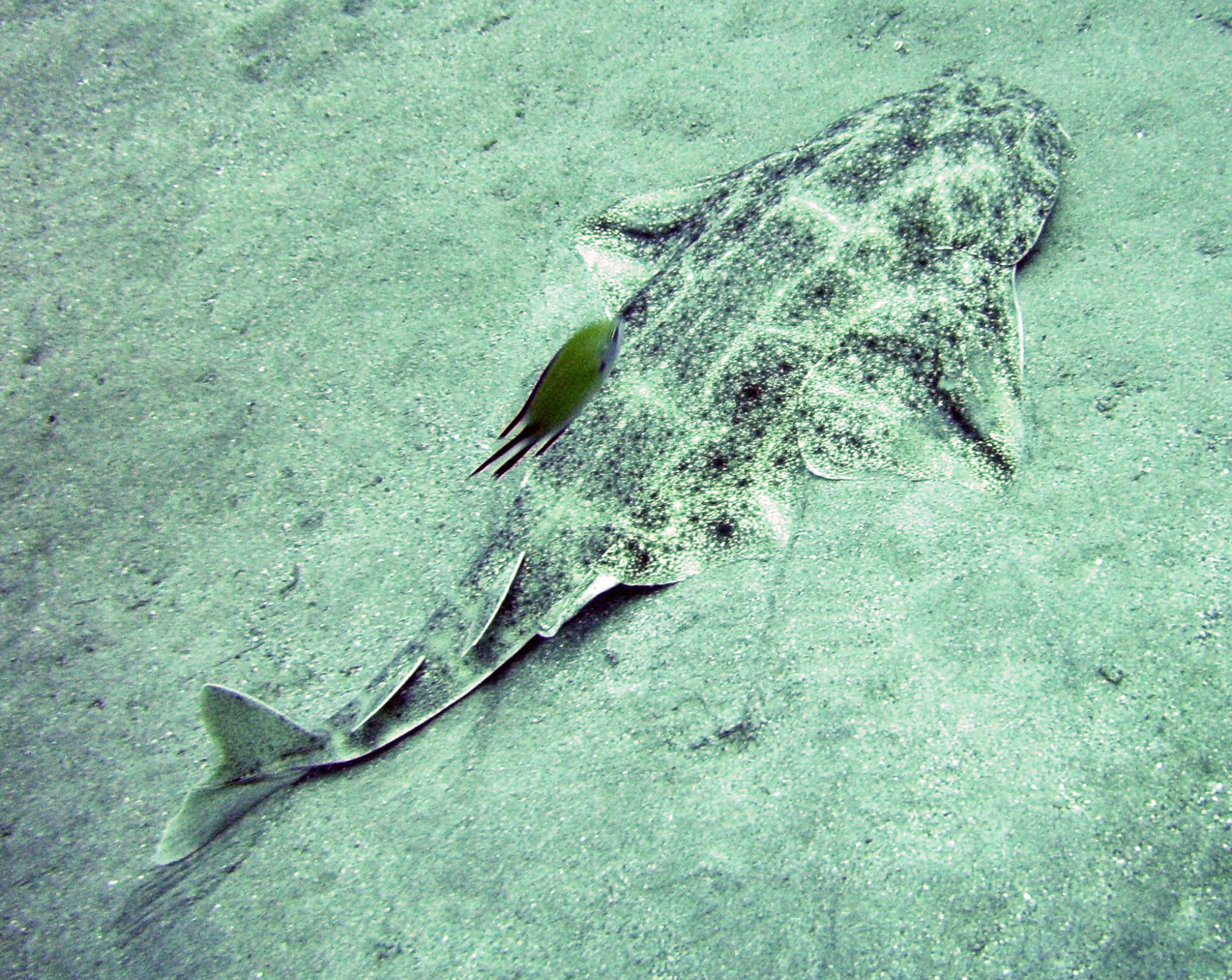 What History Can Teach Us About the Conservation of Endangered Species ...