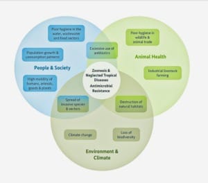 Learning From the Past: Why One Health is Needed - Impakter