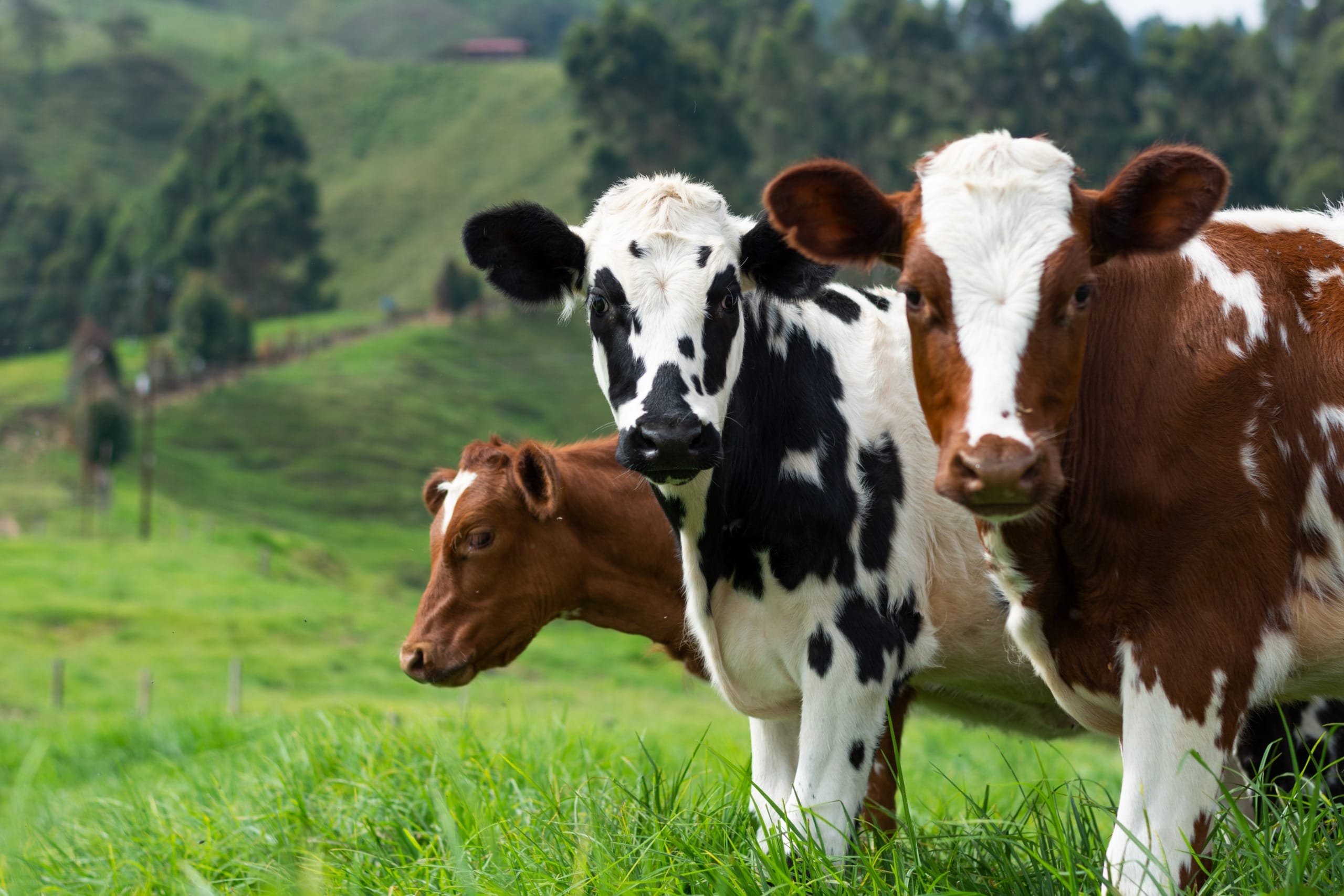 Taxing Cow Farts: New Zealand First Country to Curb Agriculture ...