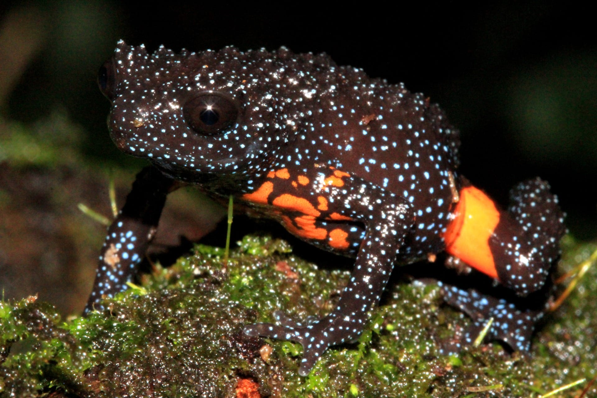 How Photography Tourism Endangers Rare Galaxy Frogs